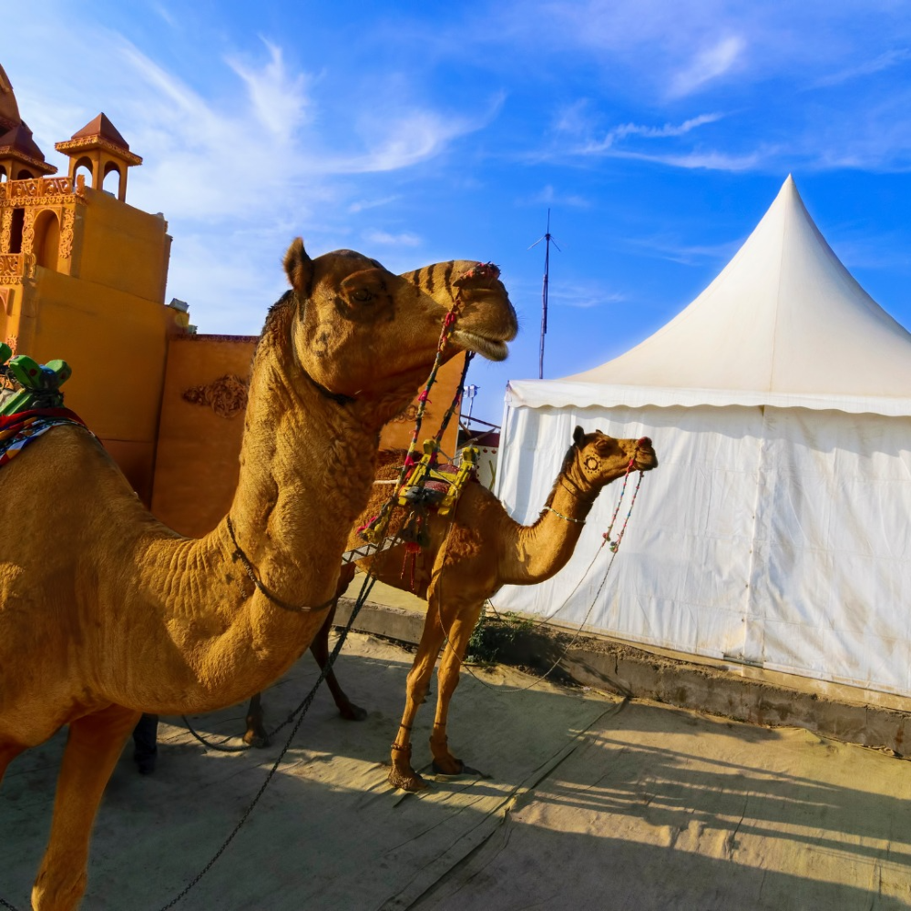 Adventurescape - Dashboard